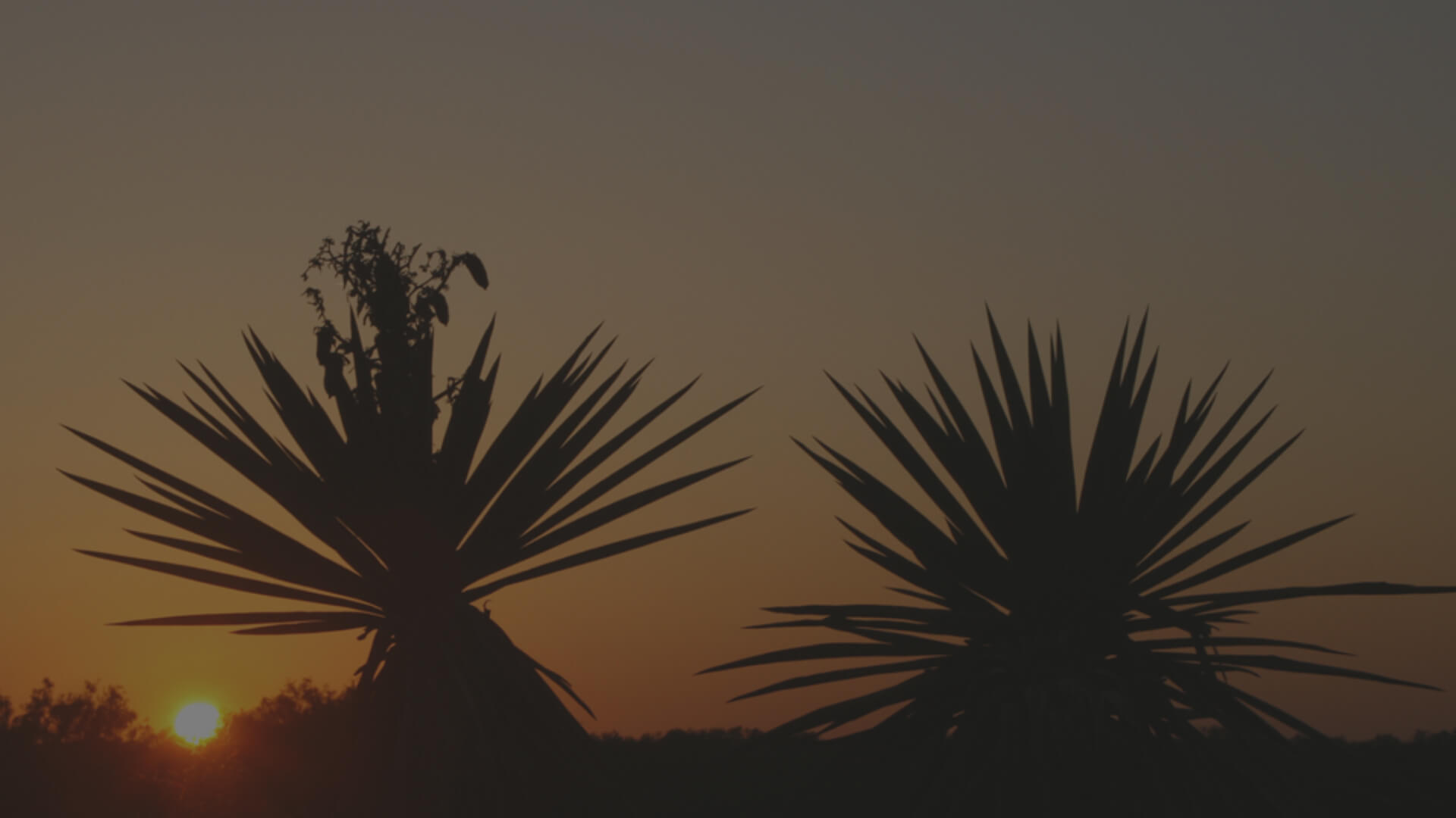 The Zimmerman Agency | Visit Laredo | Case History